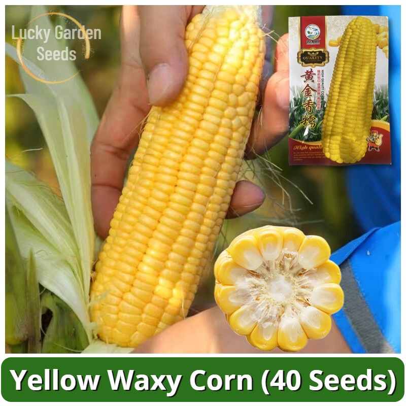 High Yield Yellow Waxy Sweet Corn Seeds (40 Seed) Biji Benih Jagung ...