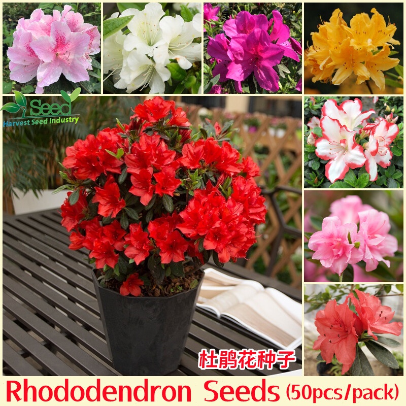 Fresh Rhododendron Seeds for Planting (50pcs/bag, Easy To Grow In ...