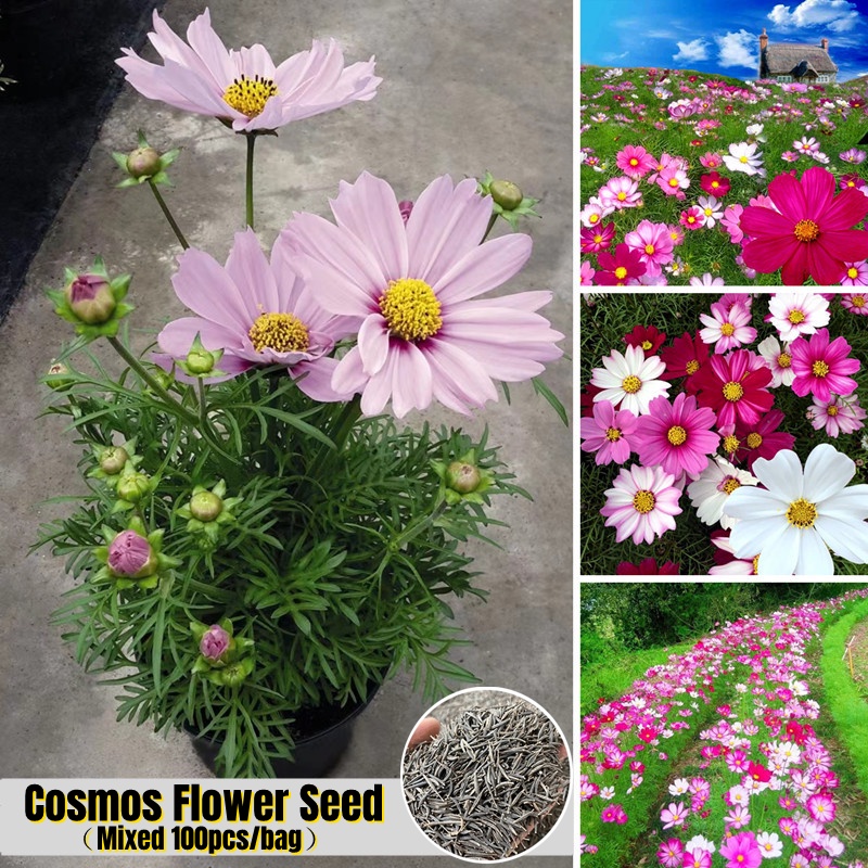 100pcs Fairy Mixed Cosmos Flower Seeds for Planting Rare Double Petal ...