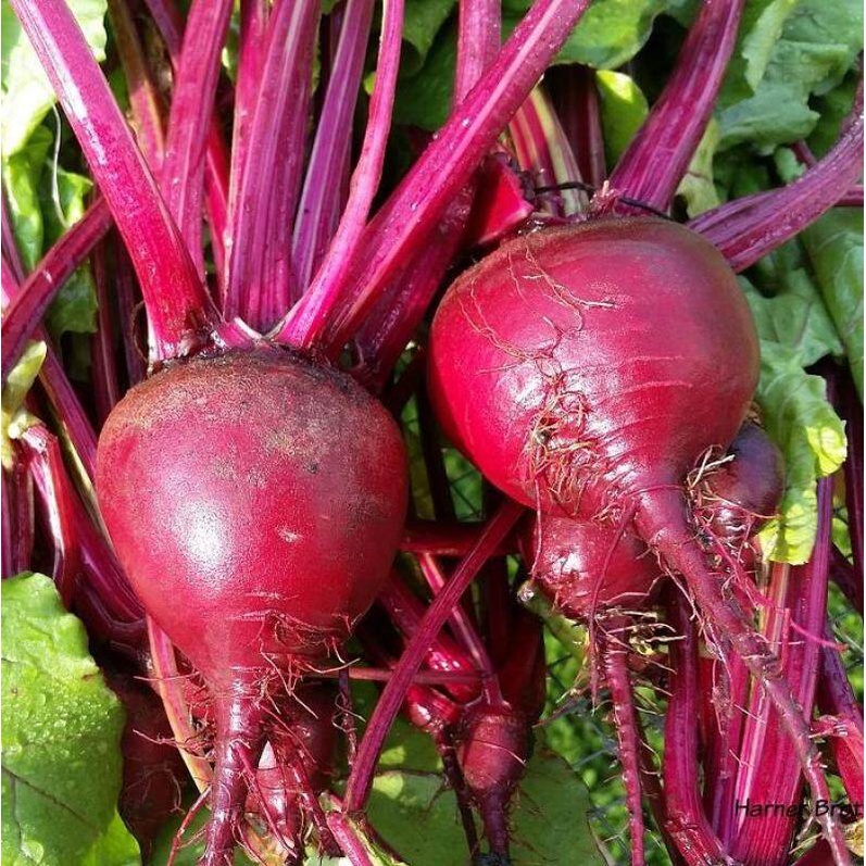 Beetroot Seeds Red Beet Seeds (150 pcs) Dark Red Beets Air Plant Indoor ...