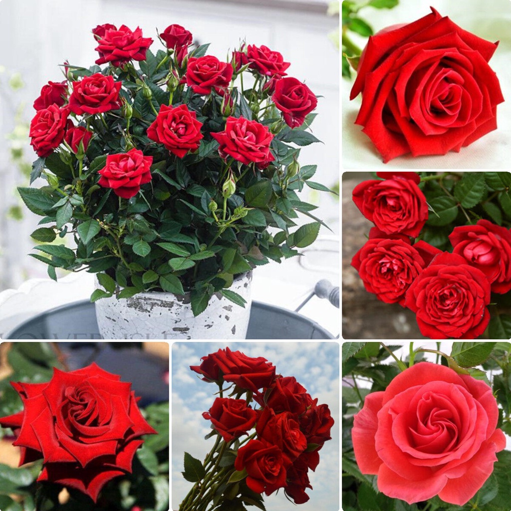 Red Rose Seeds (200pcs/bag) Beautiful Romantic Flower Seeds Bunga Rose ...