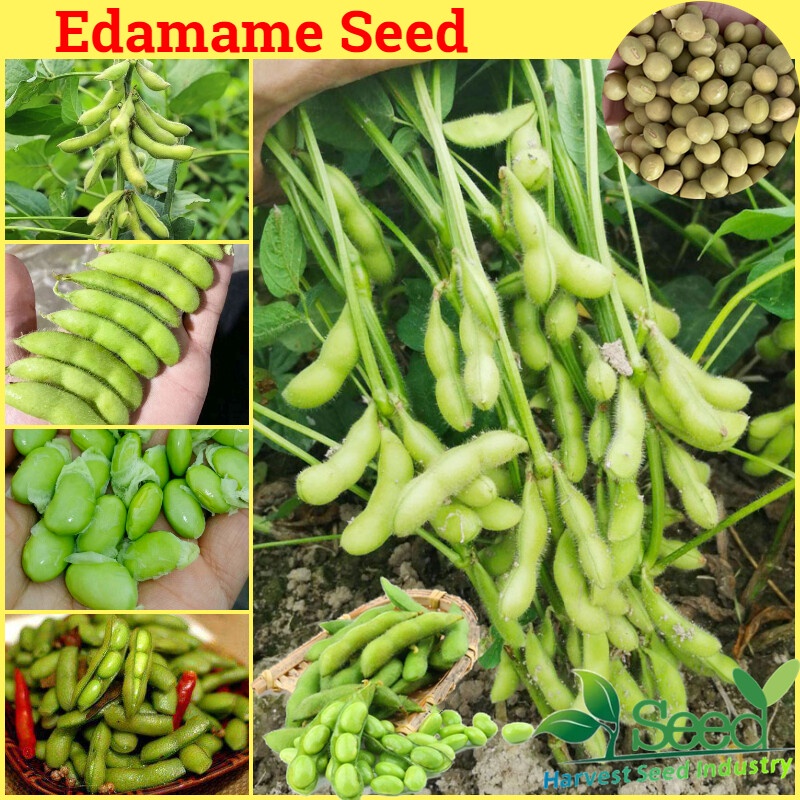 Fresh Edamame Seed Vegetable Seeds for Planting (50 Pcs Per Pack) Benih ...