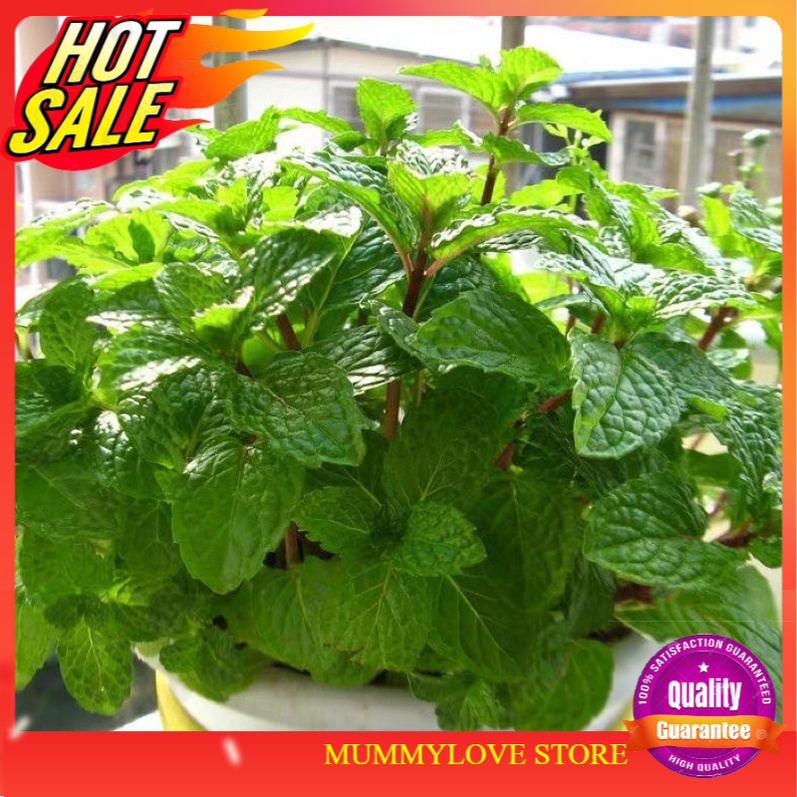 20 Pcs Biji Benih Pudina Edible Mint / Bonsai Mint seed 盆栽食用薄荷种子 Ready ...