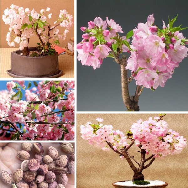 30Pcs Japanese Sakura Seeds Bonsai Tree Seeds Rare Cherry Blossom Seeds ...