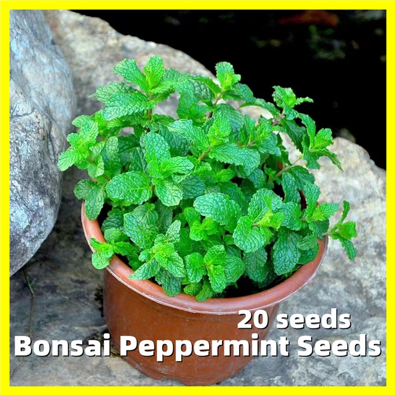 Bonsai Peppermint Seeds -20 Seeds Potted Edible Mint Herbs Seeds Flower ...