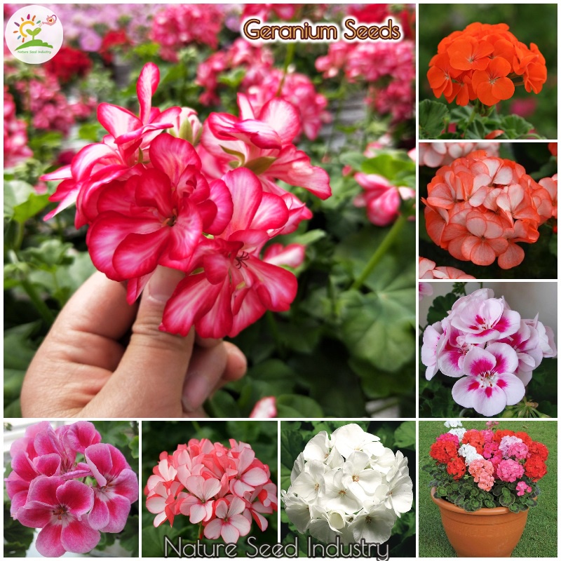 Geranium Seeds for Planting (100 seeds/pack, Mix Color, Suitable for ...