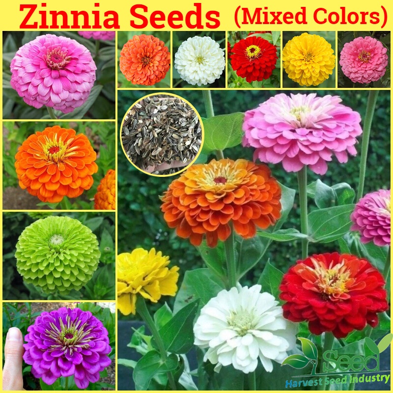 [Fast Grow] Mixed Colors 200pcs Pokok Bunga Zinnia Flower Seeds for ...