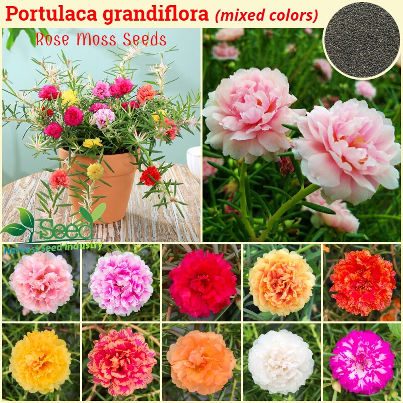 Mixed Color Double Petals Portulaca Seeds Moss Rose Flower Seeds for ...