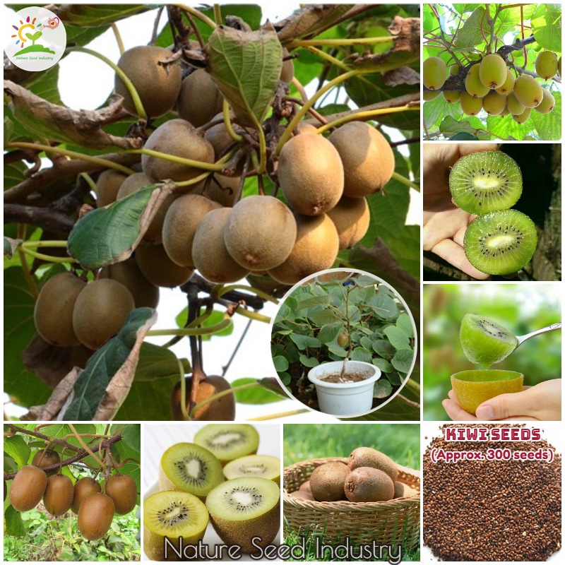 [Easy To Grow] Kiwi Seeds for Planting (300 seeds/pack) Biji Benih Kiwi ...