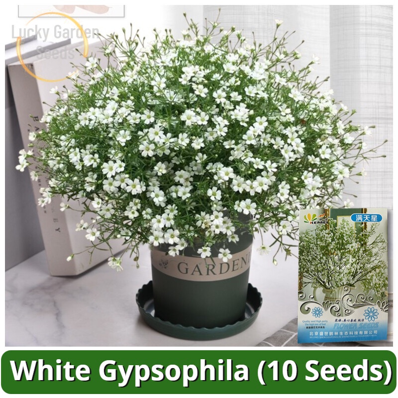 High Quality White Gypsophila Seeds (10 Seeds) Benih Bunga Babysbreath ...