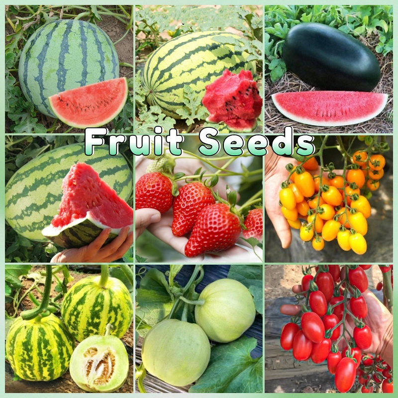 Rare Fruit Tree Plant Seeds Balcony Potted Fruit Seeds Bonsai Tree Live Plant Seeds Fruit and ...