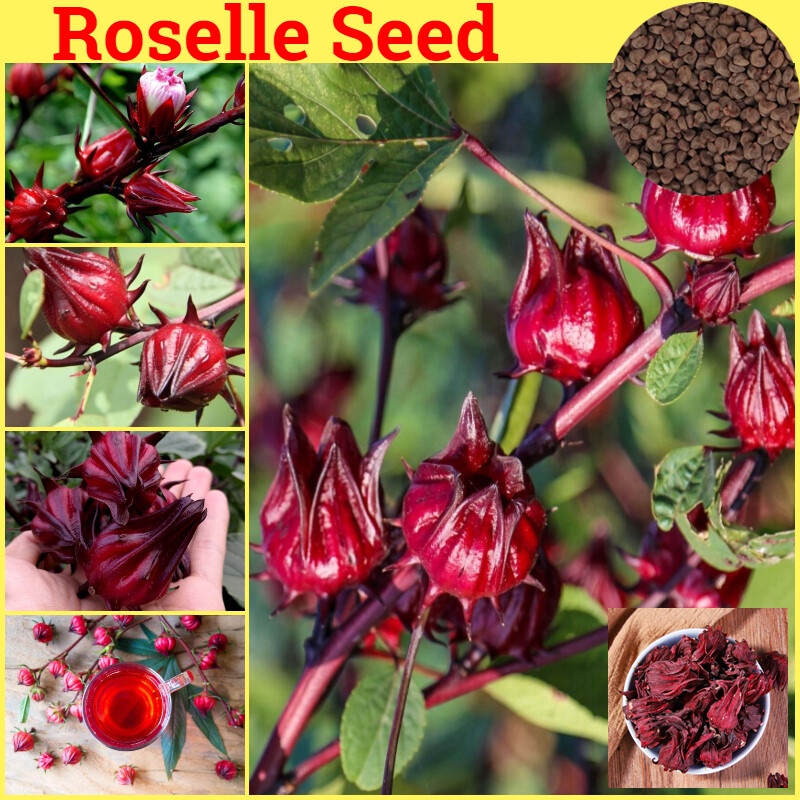 Roselle Plant Seeds for Planting (100 Seeds Per Pack) Benih Pokok Bunga ...