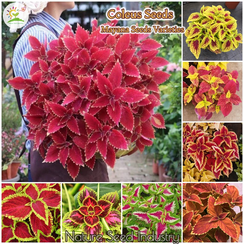 Coleus Seeds for Planting (100 seeds/pack, Suitable for Growing In ...