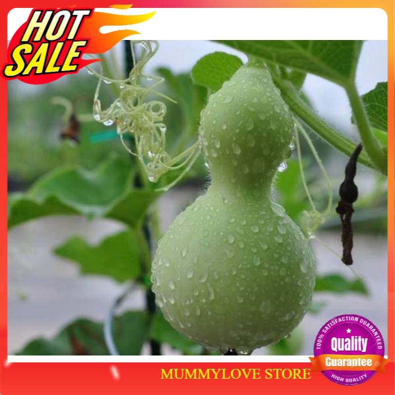 3 Biji Benih Bottle Gourd Calabash Labu Botol Air REady Stock Sarawak ...