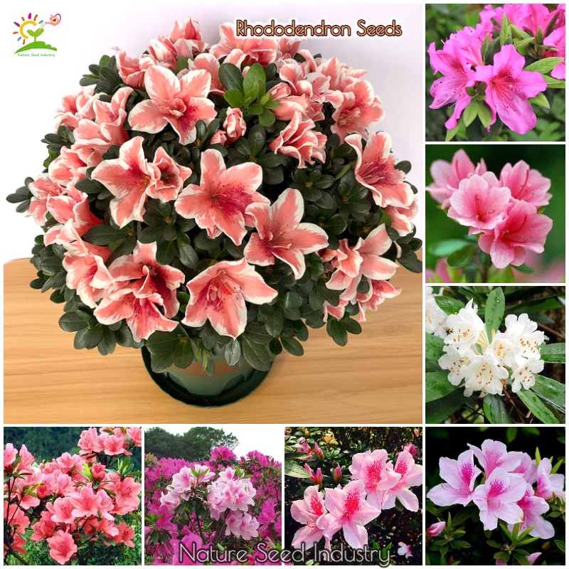 Rhododendron Seeds for Planting (50 seeds/pack, Easy To Grow In ...