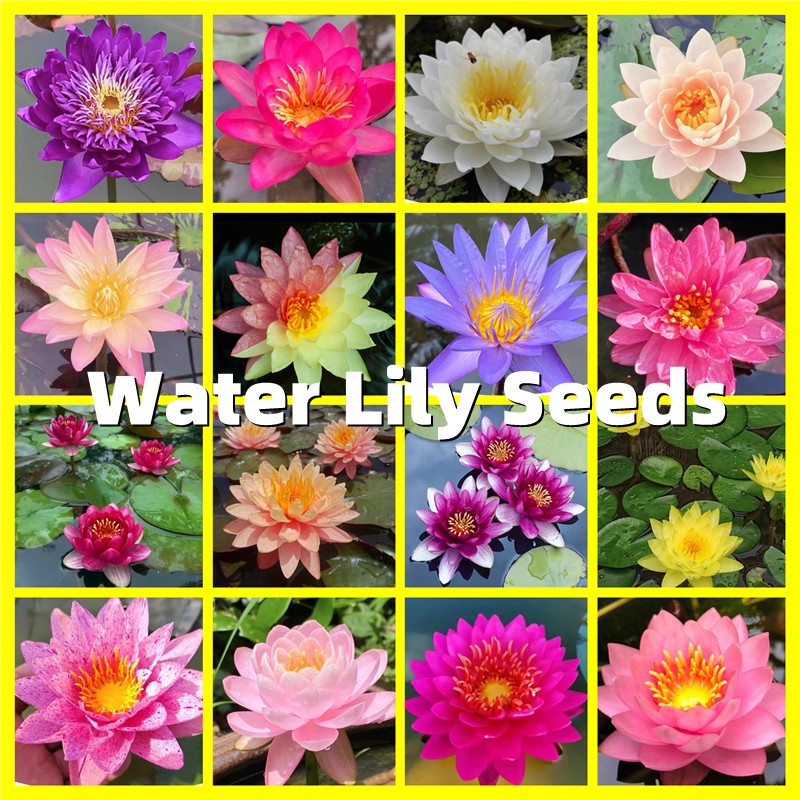 Lotus Water Lily Seed - Random Color 2 Seeds Benih Pokok Bunga Lotus ...