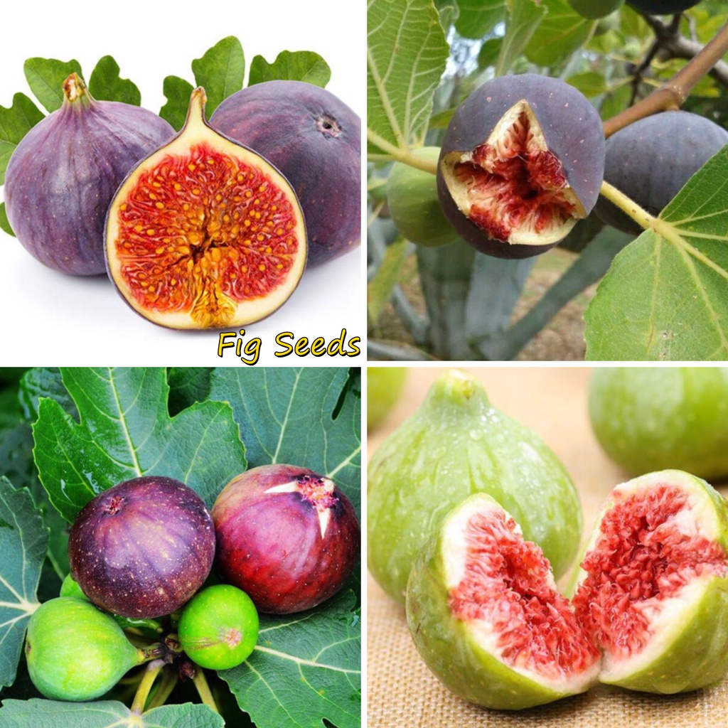 Ready Stock 200pcs Fig Seeds Benih Pokok Buah Tropical Ficus Carica ...