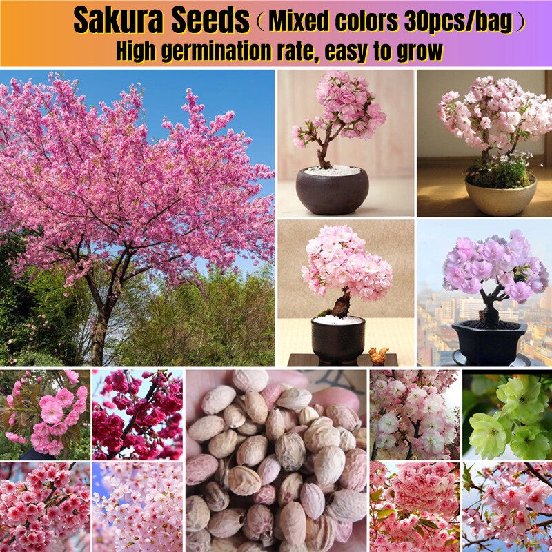 Original Japanese Sakura Flower Seeds for Sale (30pcs/bag) Balcony ...