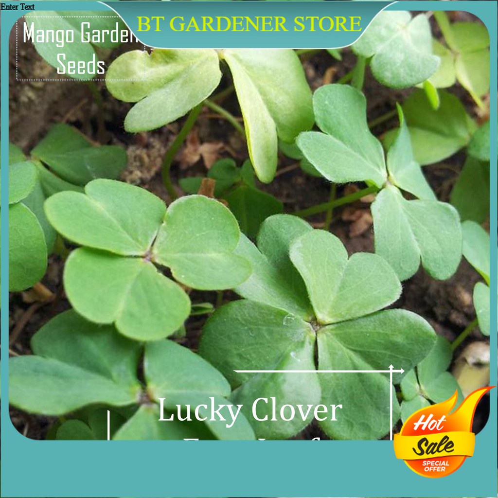 20 Pcs Four Leaf Clover Grass Seeds Tanam Pasu, Lucky Grass, Rumput ...