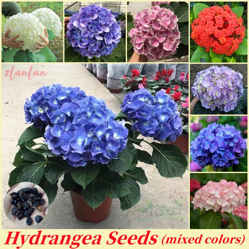 Ready Stock 50 Pcs Seeds Mixed Colors Hydrangea Seeds Double Petals ...