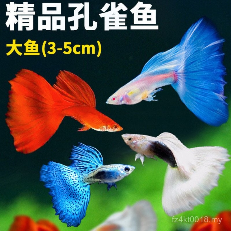 Living Fish Sky Blue Tropical Fish Good Raising Small Fish Tank Small ...