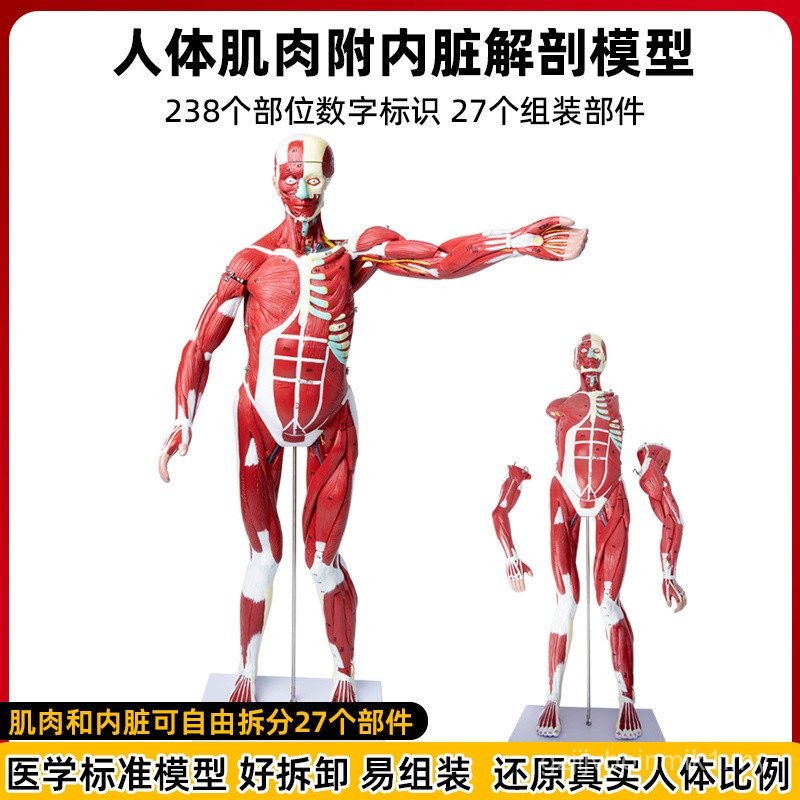 Human Body Whole Body Muscle Internal Organ Disassembly Anatomy ...