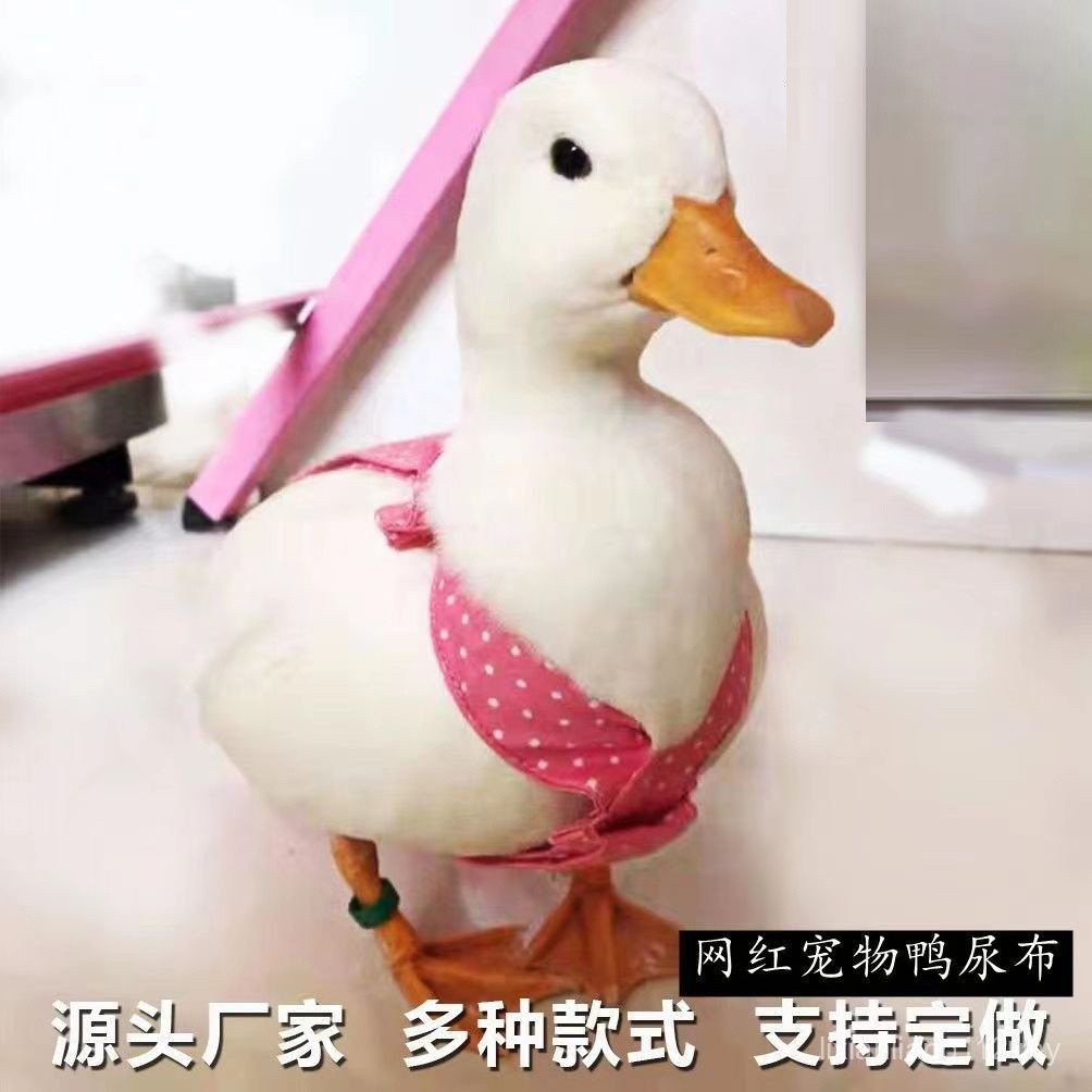 Little Duck Diaper Pocket Pet Duck Cole Duck Diaper Little Chicken ...