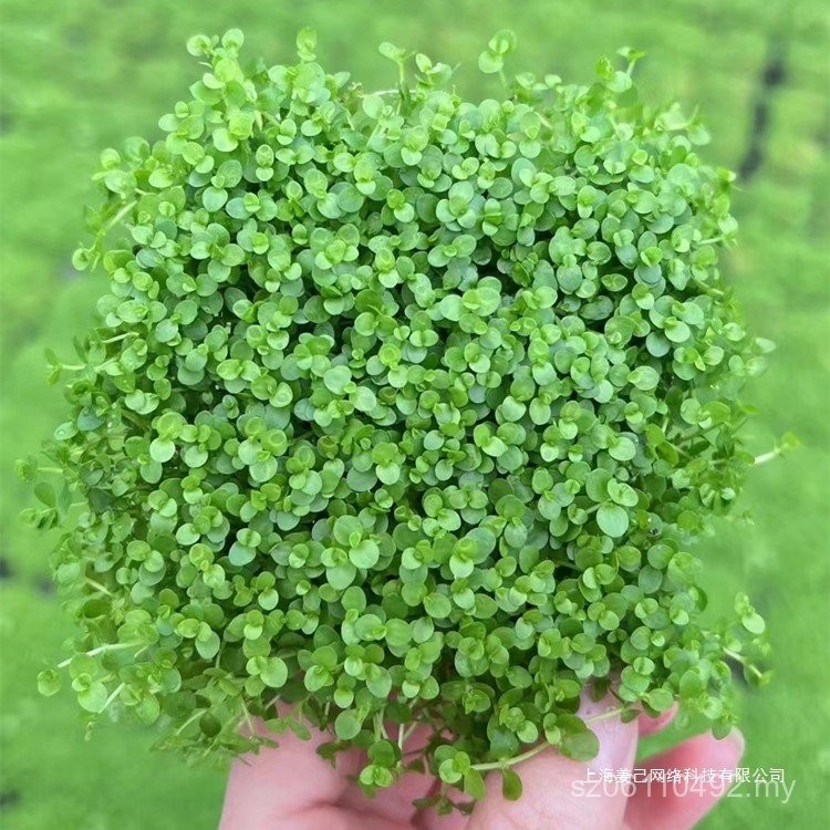 Climbing Plants Underwater Ginger Purifying Water Aquatic Plants Fish ...