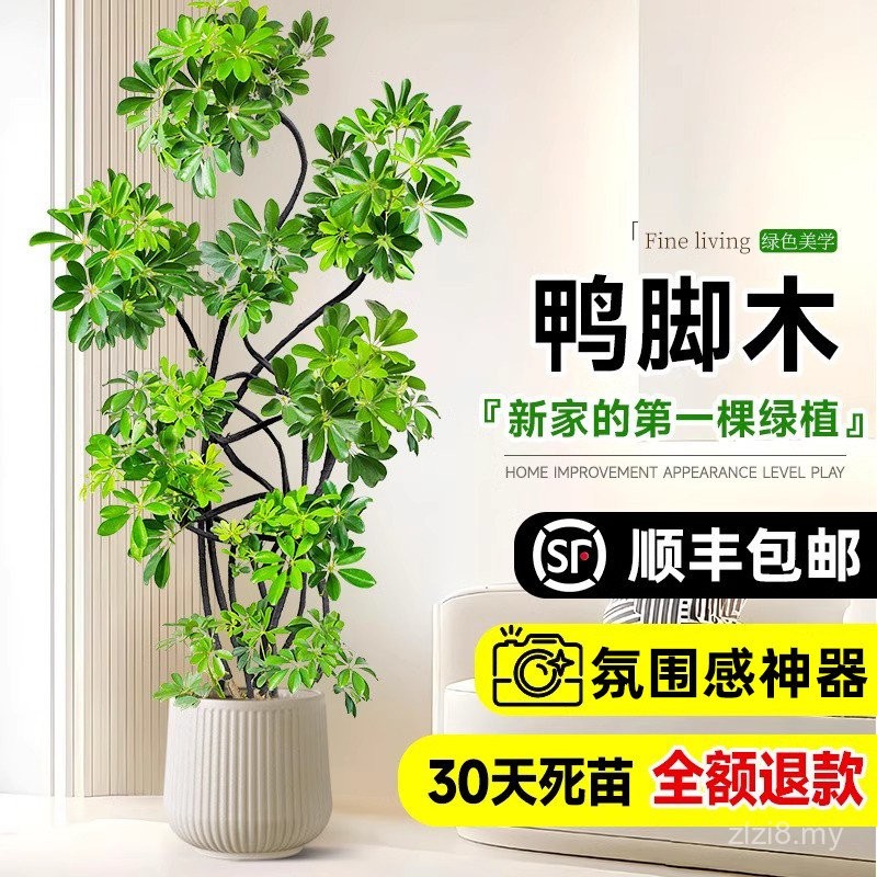 Kayu Kaki Itik Tumbuhan Berpasu Besar untuk Ruang Tamu Dalaman Tinggi ...