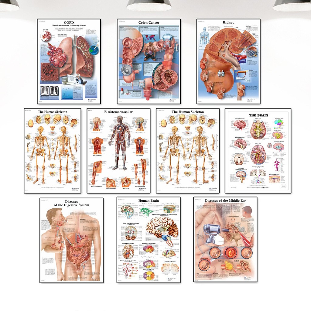 Human Anatomy Organs Silk Posters Prints Anatomical Chart Wall Art for ...