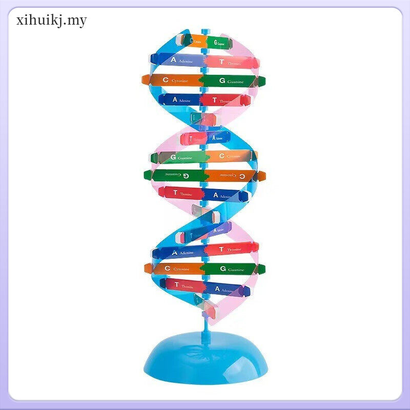 Gene Teaching Equipment Scientific Genes Learning Tools Education Dna ...