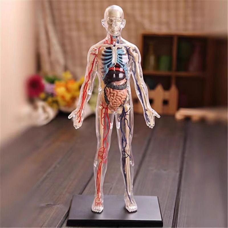 Simulation Human Body Model Removable Assembled Structure Skeleton 3d ...