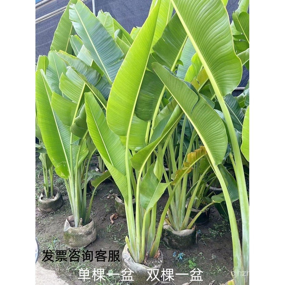 Pokok Pasu Palma Pengembara Besar Luar Koridor Canna Halaman Halaman ...
