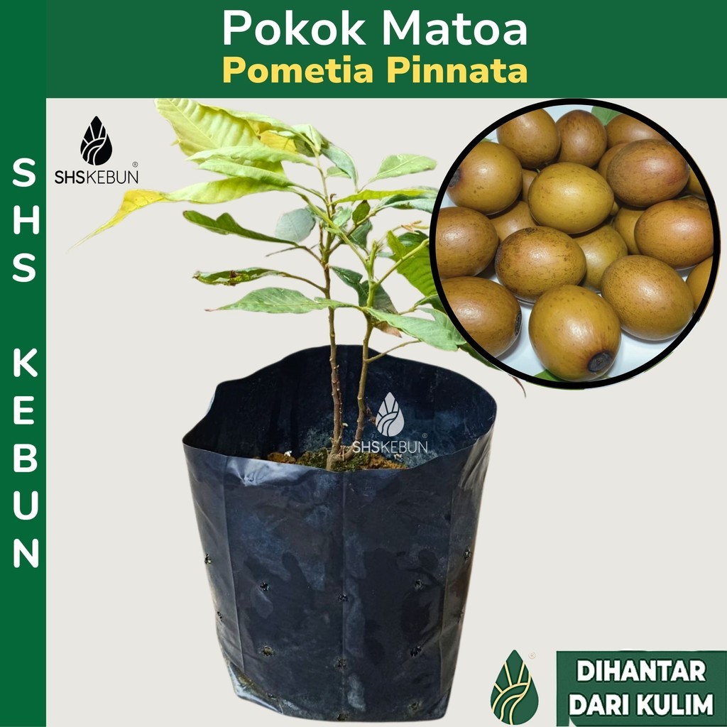 Pokok buah matoa Pometia Pinnata Longan Brazil Buah Manis Pokok buah ...