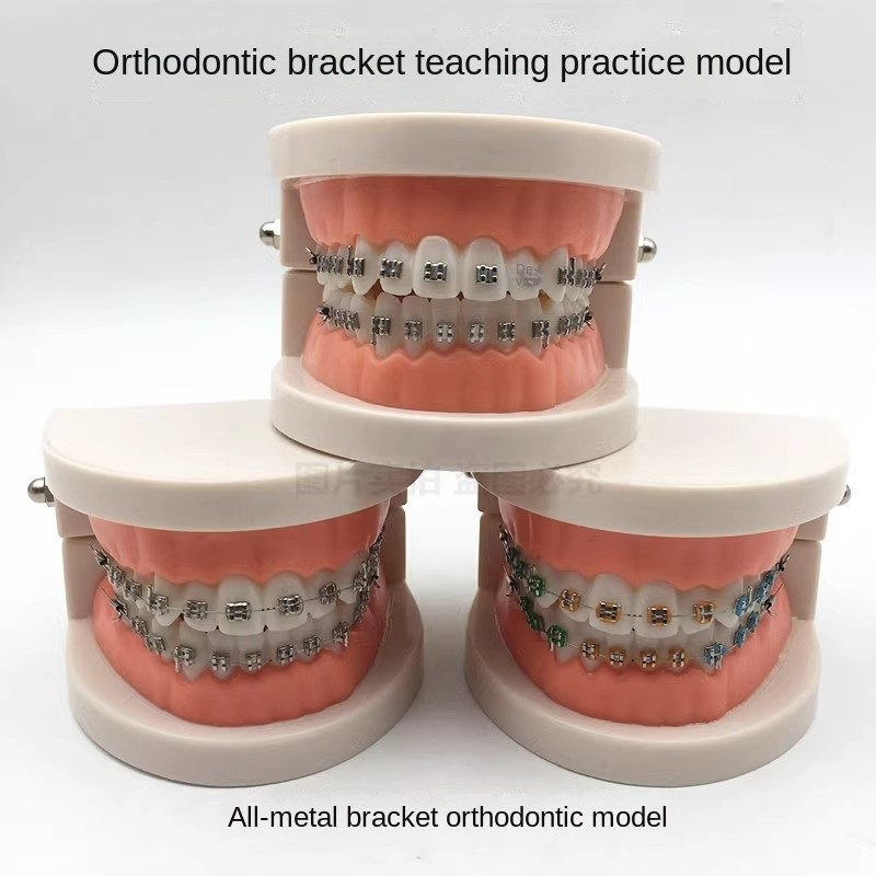 Dental Teaching Model Standard Dental Orthodontic Teeth Model With ...