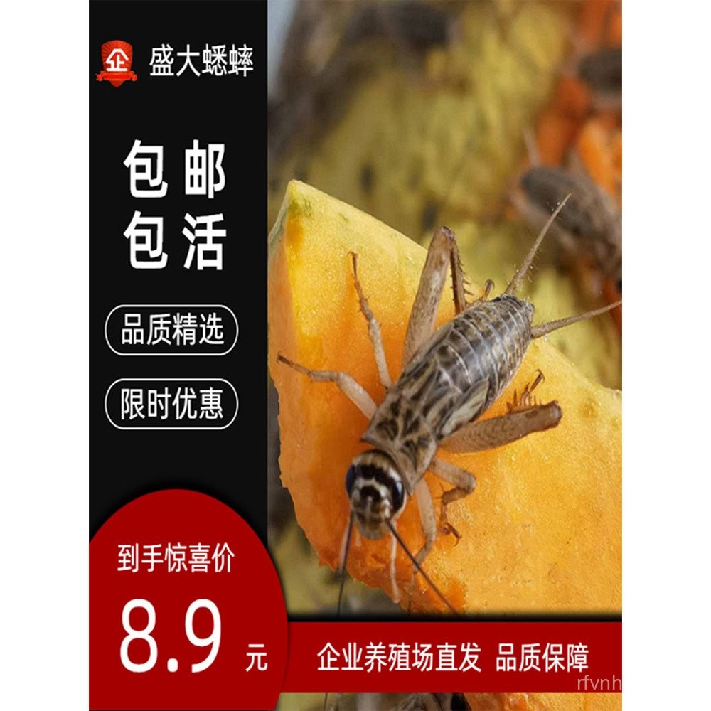 Suapan Kriket Hidup Serangga Hidup untuk Cicak, Tokek, Katak Bertanduk ...