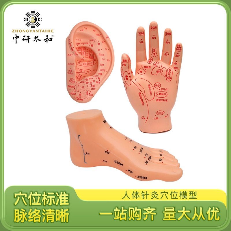 Human Body Various Models Acupuncture Points Teaching Model Foot Model ...
