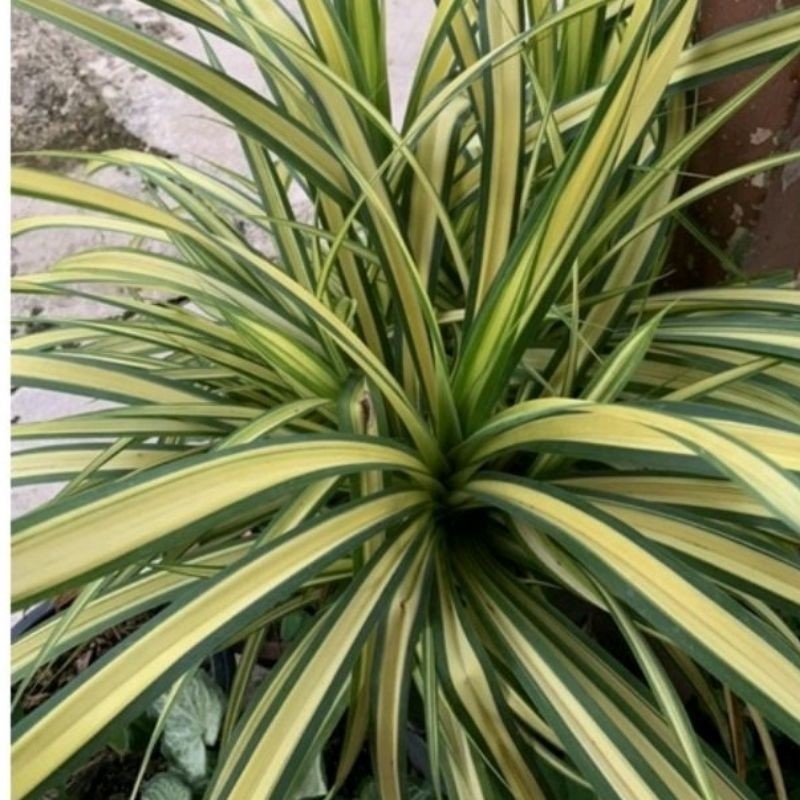 Pandan Kuning Hijau/ Pandan Batik (tanpa polibeg) | Shopee Malaysia