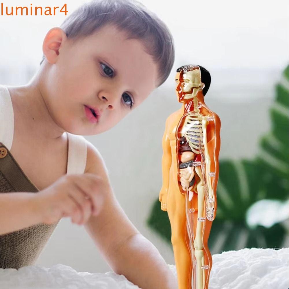 LUMINAR 3d Human Torso Model, Plastics DIY Mannequin Science Cognitive ...