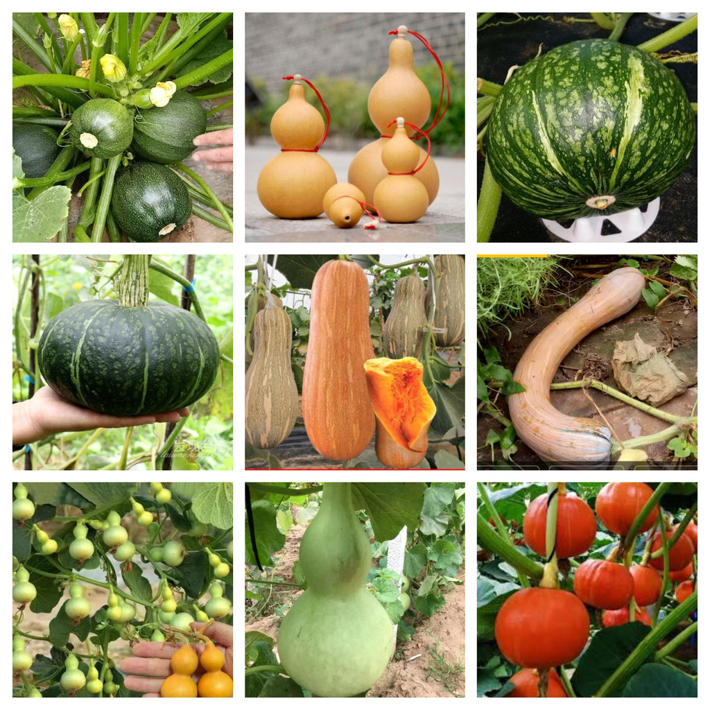 🎃🎃🎃Pelbagai jenis biji benih labu manis 10 biji/Various Types of ...