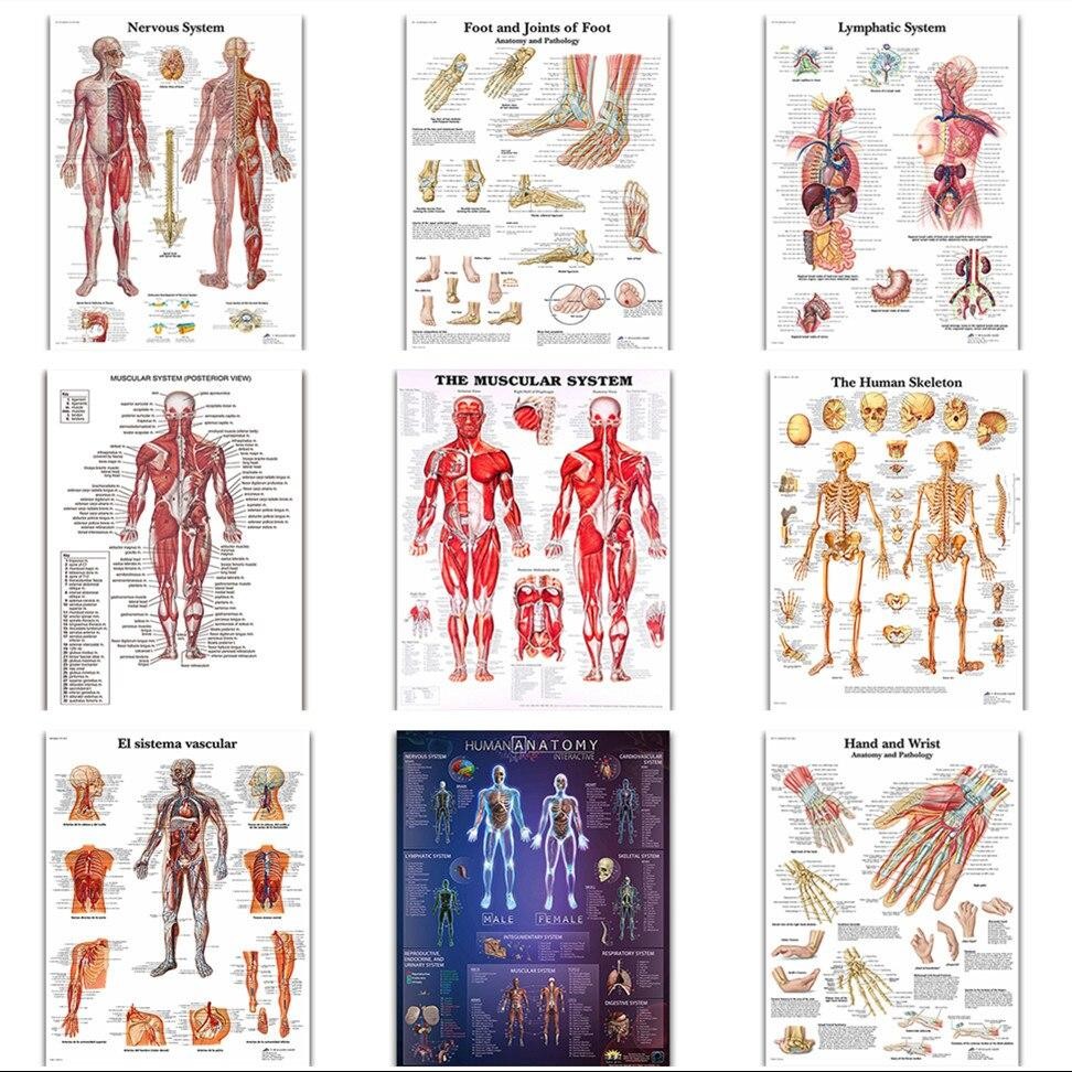Anatomy Wall Art Human Anatomy Poster Medical Organs Canvas Print ...
