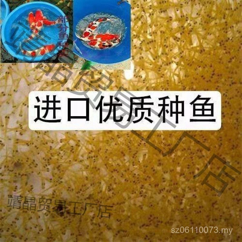 Japanese Splash Three-Color Koi Hisaku Showa Taisho Red White Koi Fry ...