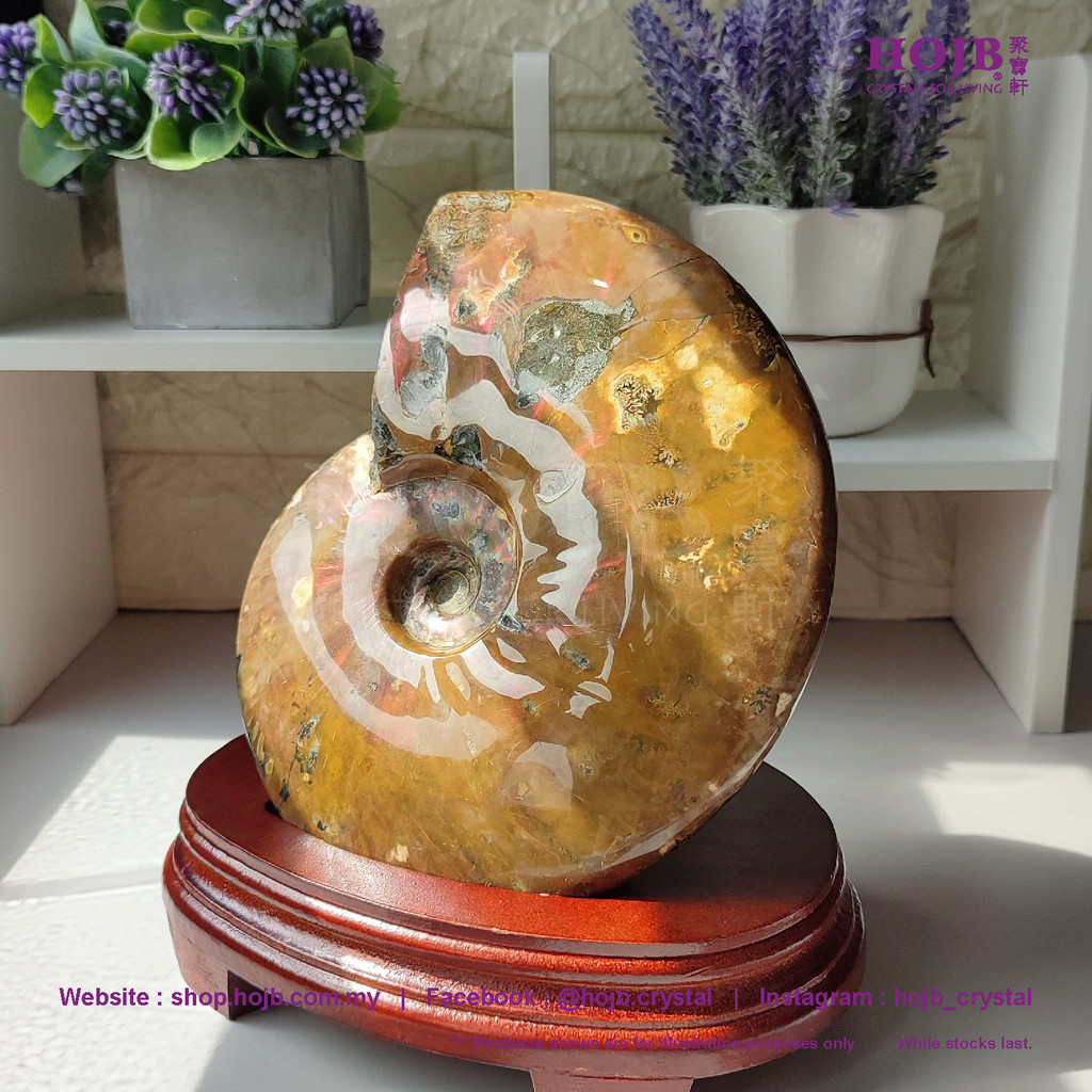 HOJB Madagascar Ammonite Prosperity Shell Feng Shui Ornament 170x210mm ...