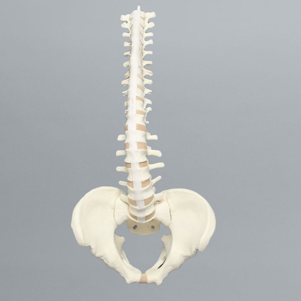 Yixi Human Body Lumbar Spine Pelvic Model Curved in Ku Yixi | Shopee ...