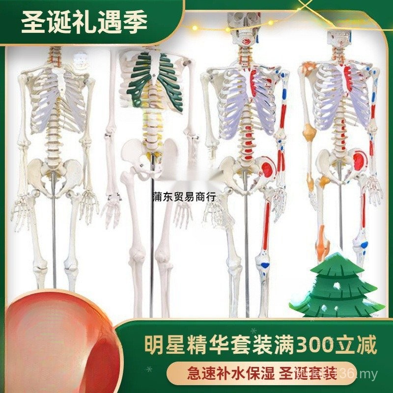 Model Mini Skull German Play Muscle Skeleton Human Base Medical Small ...