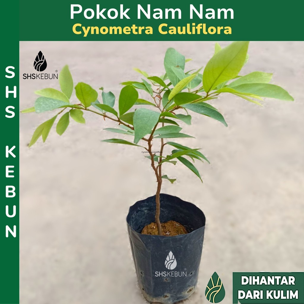 Pokok Buah Nam-Nam Katak Puru Cynometra Caulitlora Pokok Buah-Buahan ...