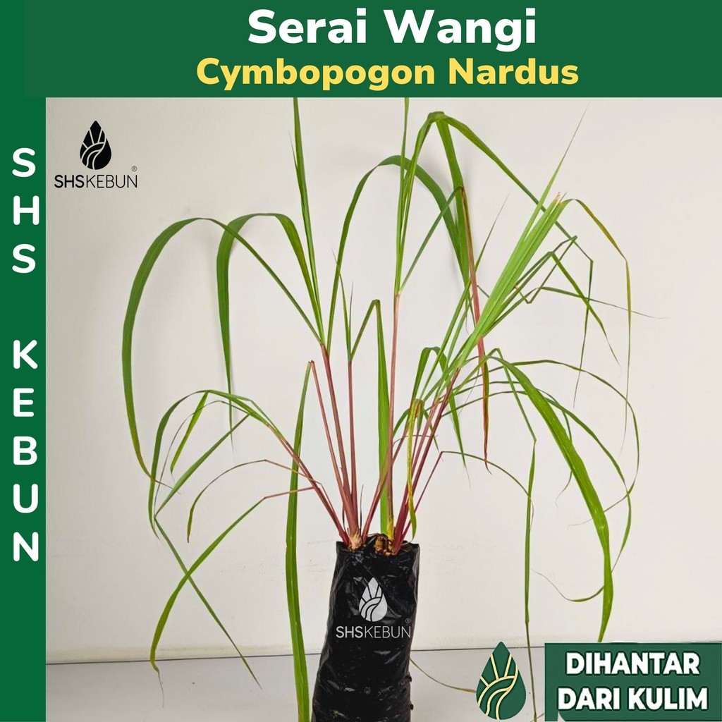 Pokok Serai Wangi Pokok Herba Cymbopogon Nardus Live Plant SHS Kebun ...