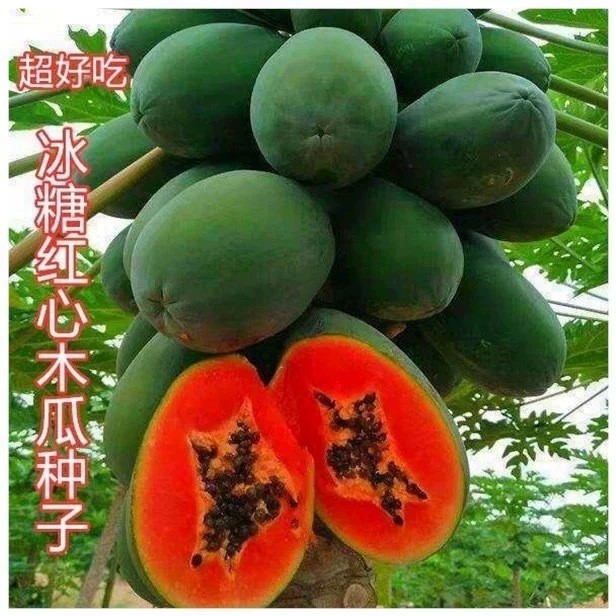 Rock Sugar Red Heart Papaya Benih dapat disemai di semua musim木瓜种子Rock ...