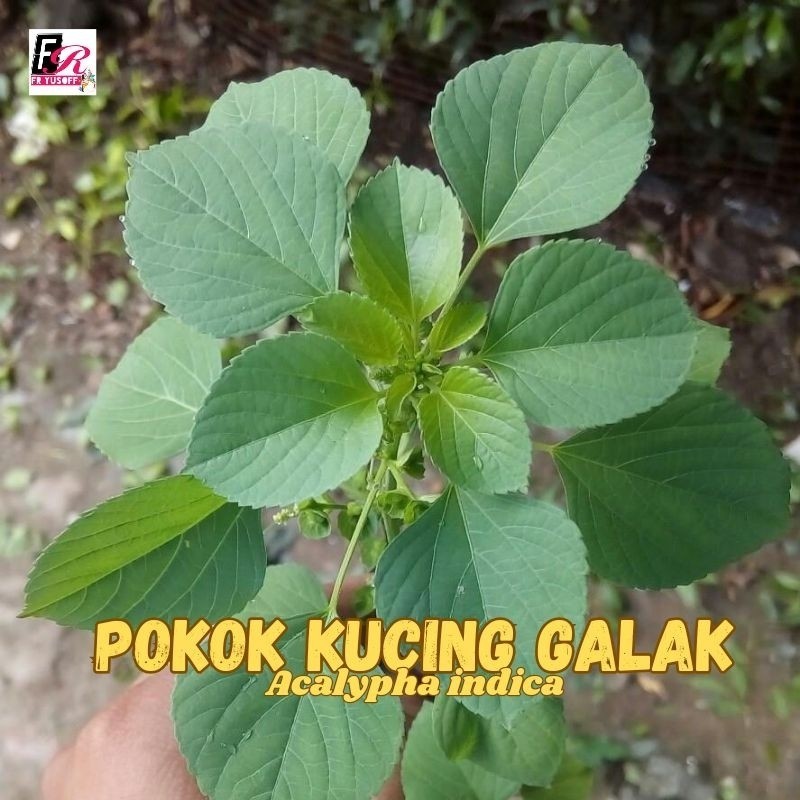 Pokok Kucing Galak | Malaysian Catnip| Acalypha indica (Plant only ...