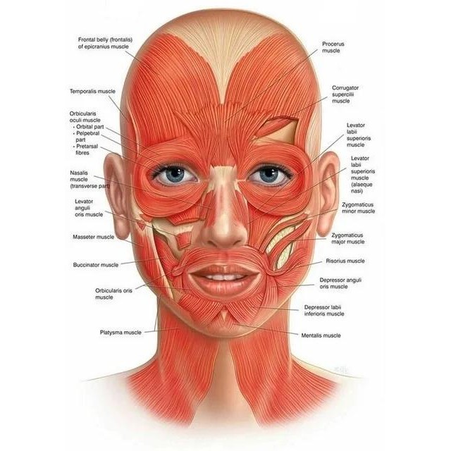 Famous Art Face Anatomy Poster: Facial Muscles, Veins, Skin & Flower ...